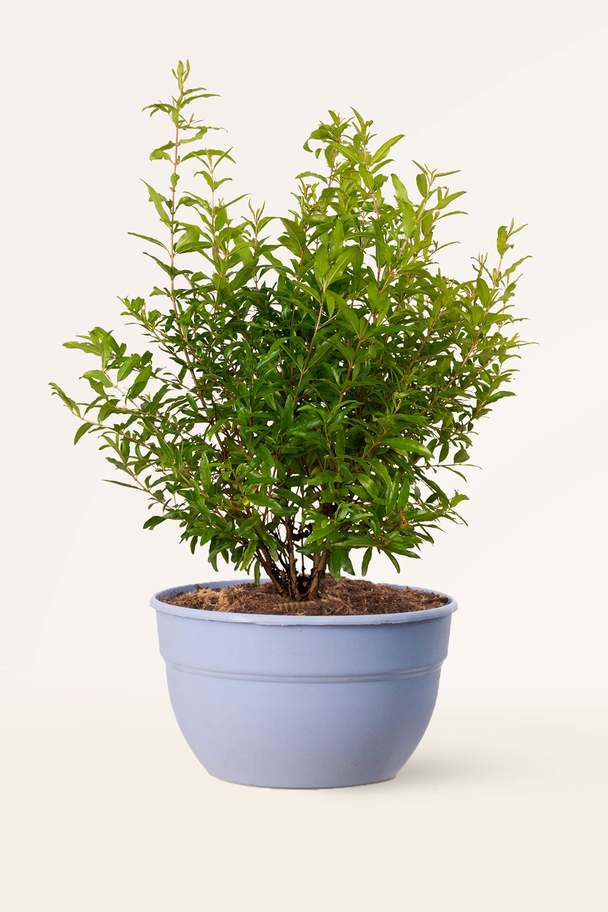 Comprar Punica Granatum o granado online | April Plants | APRILPLANTS