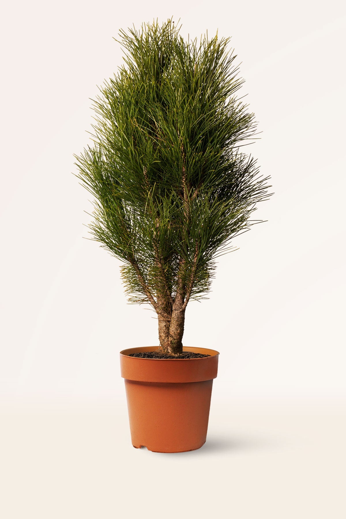 Comprar Pinus Nigra Green Tower online | April Plants | APRILPLANTS