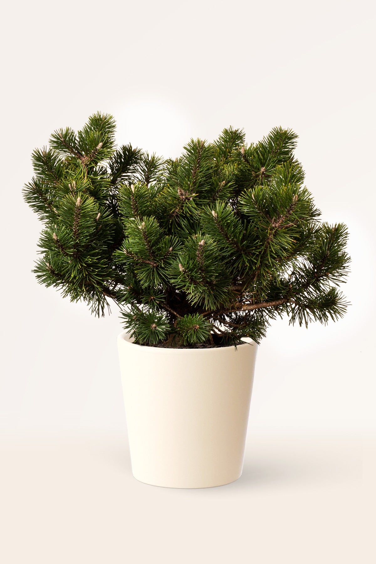 Comprar Pinus Nigra Humpy (Pino) online | April Plants | APRILPLANTS