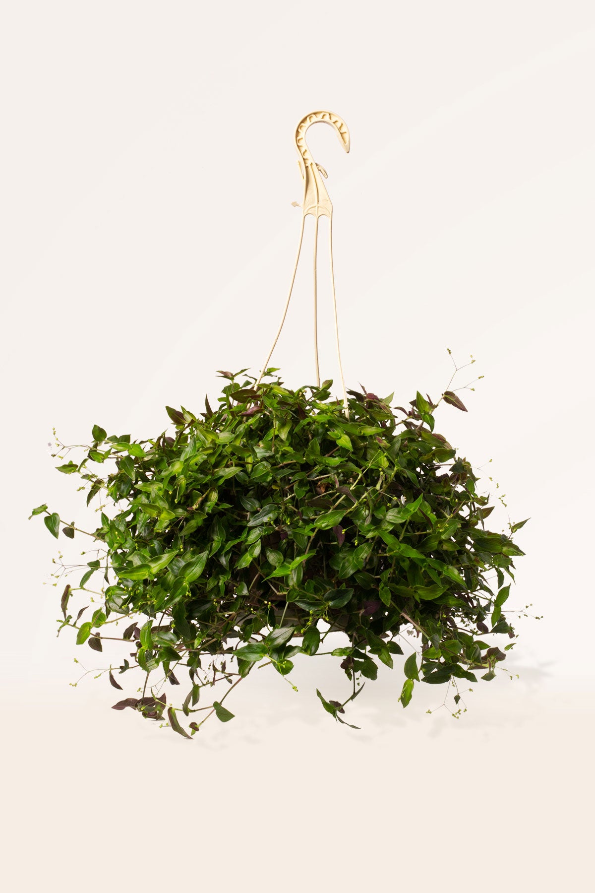 Comprar Tripogandra online con envío gratis | Plantas colgantes ...