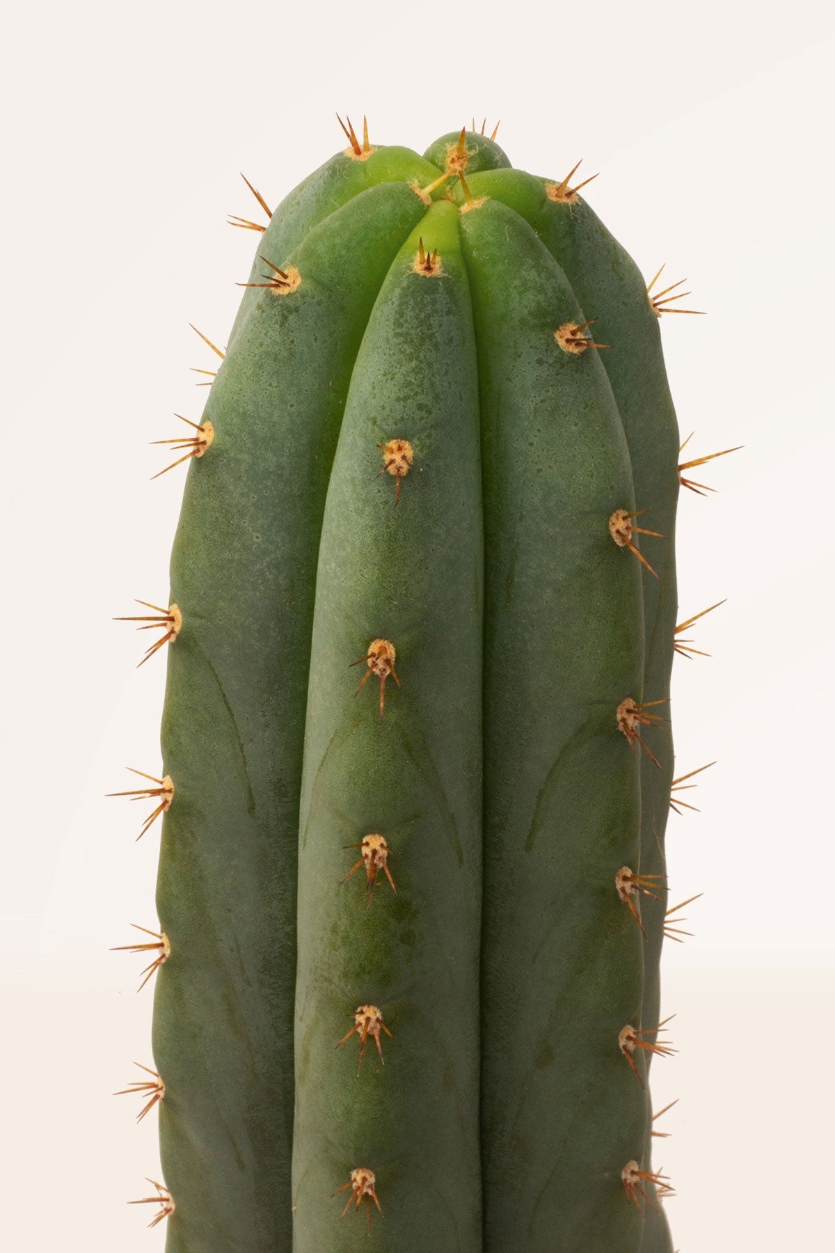 Comprar Cardón Trichocereus (Cardón) online | Cactus de interior ...