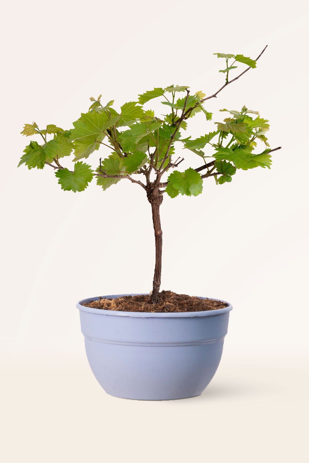 Comprar Parra online con envío gratis | April Plants | APRILPLANTS