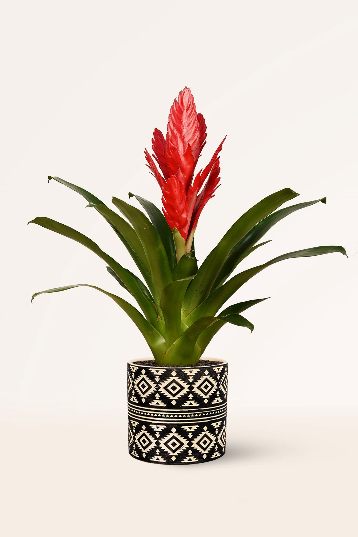Planta De Interior Tropical Con Flores De Espiga Roja 14 Plantas Con