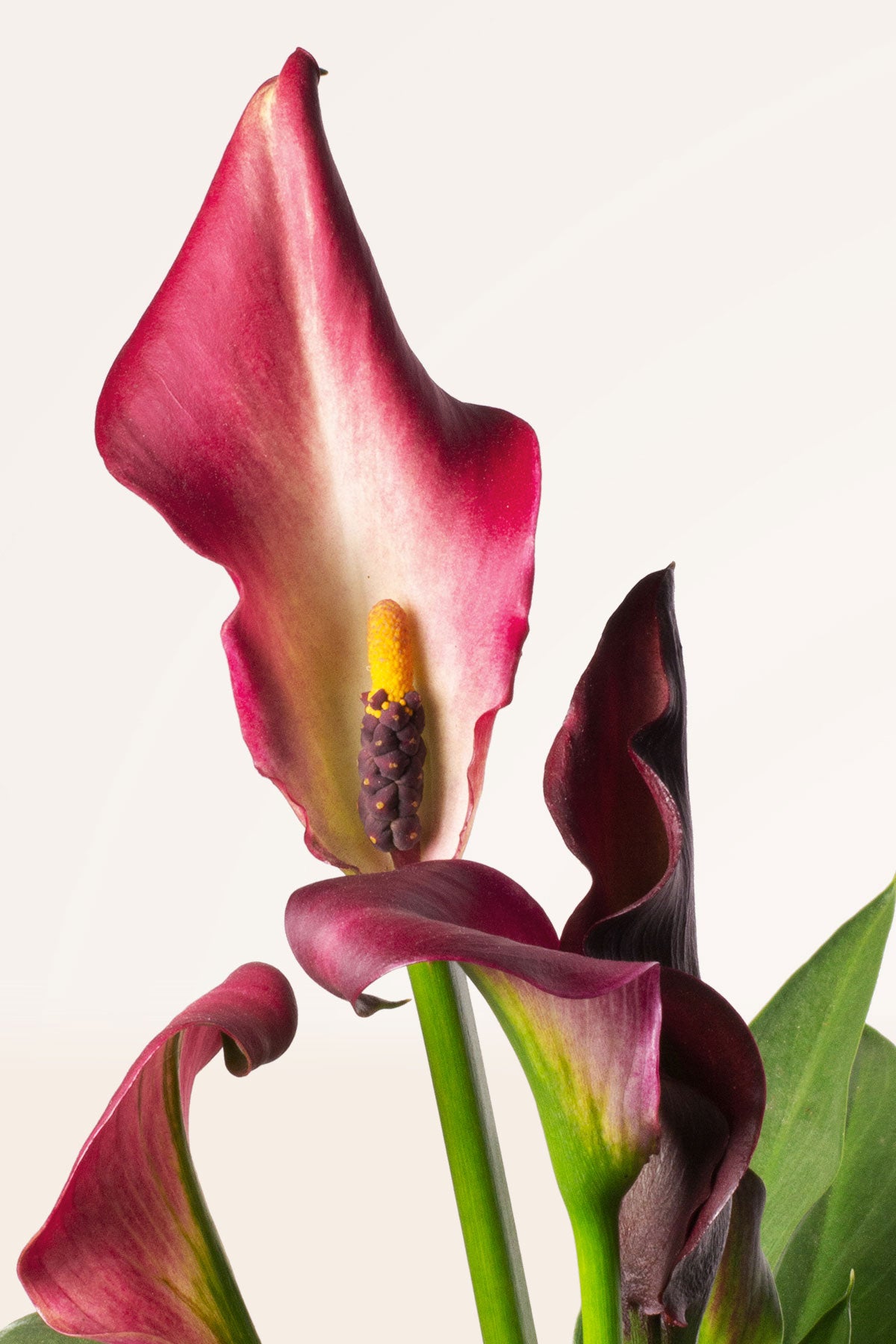 Comprar Lirio de agua o Cala Roja online | April Plants | APRILPLANTS