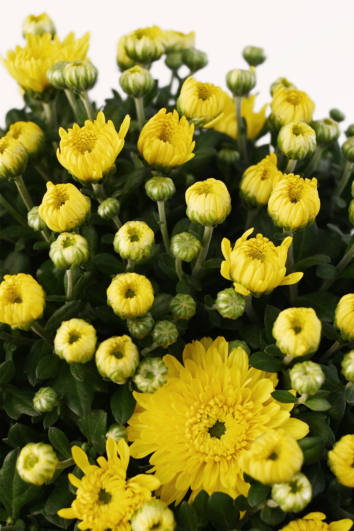 Comprar Crisantemo Amarillo (Chrysanthemum) online | April Plants ...