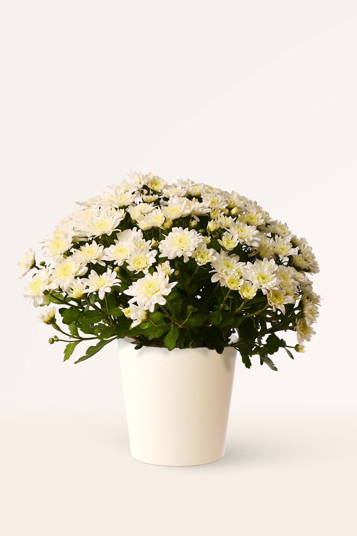Comprar Crisantemo Blanco (Chrysanthemum) online | April Plants ...