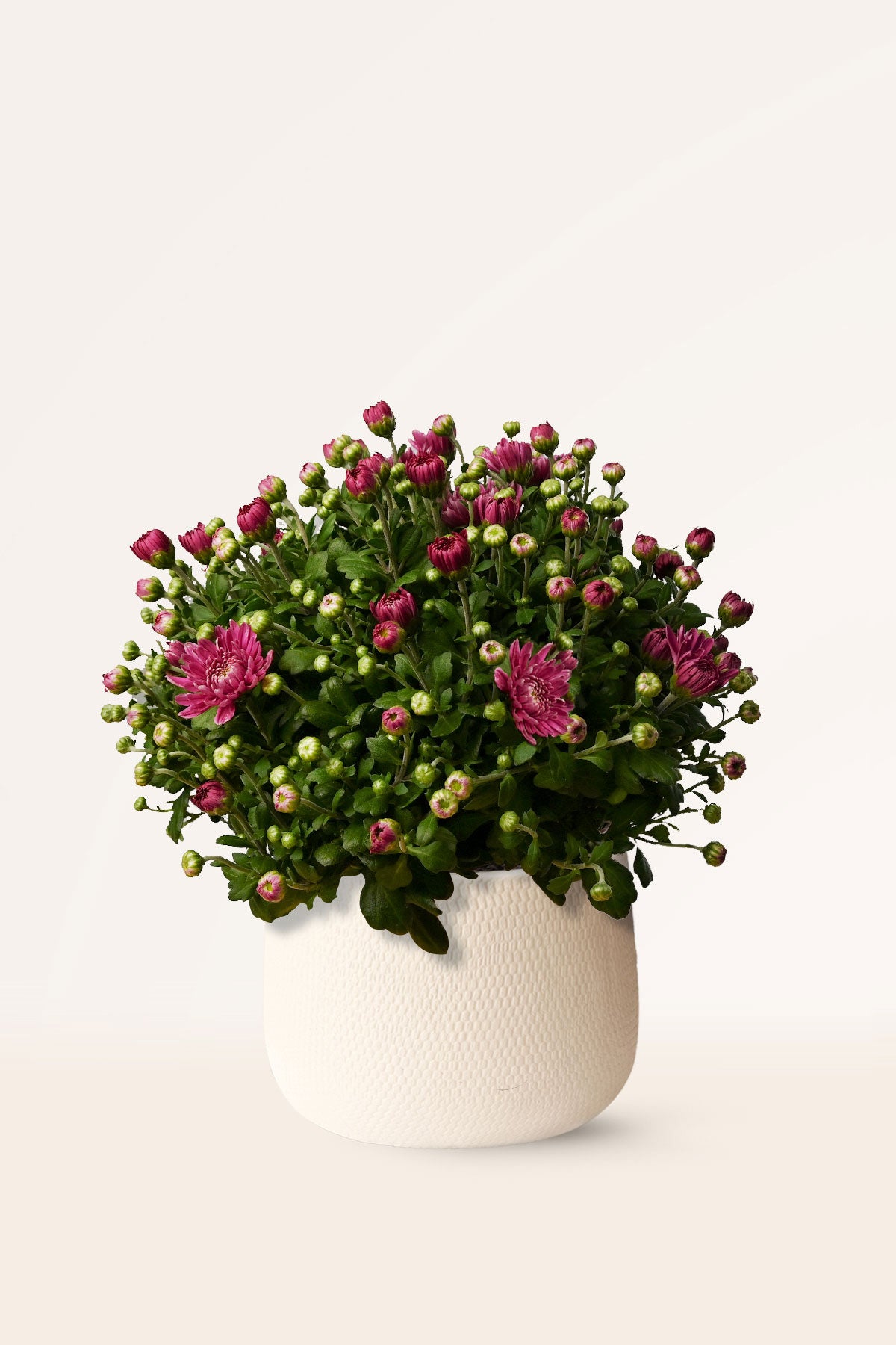 Comprar Crisantemo Morado (Chrysanthemum) online | April Plants ...