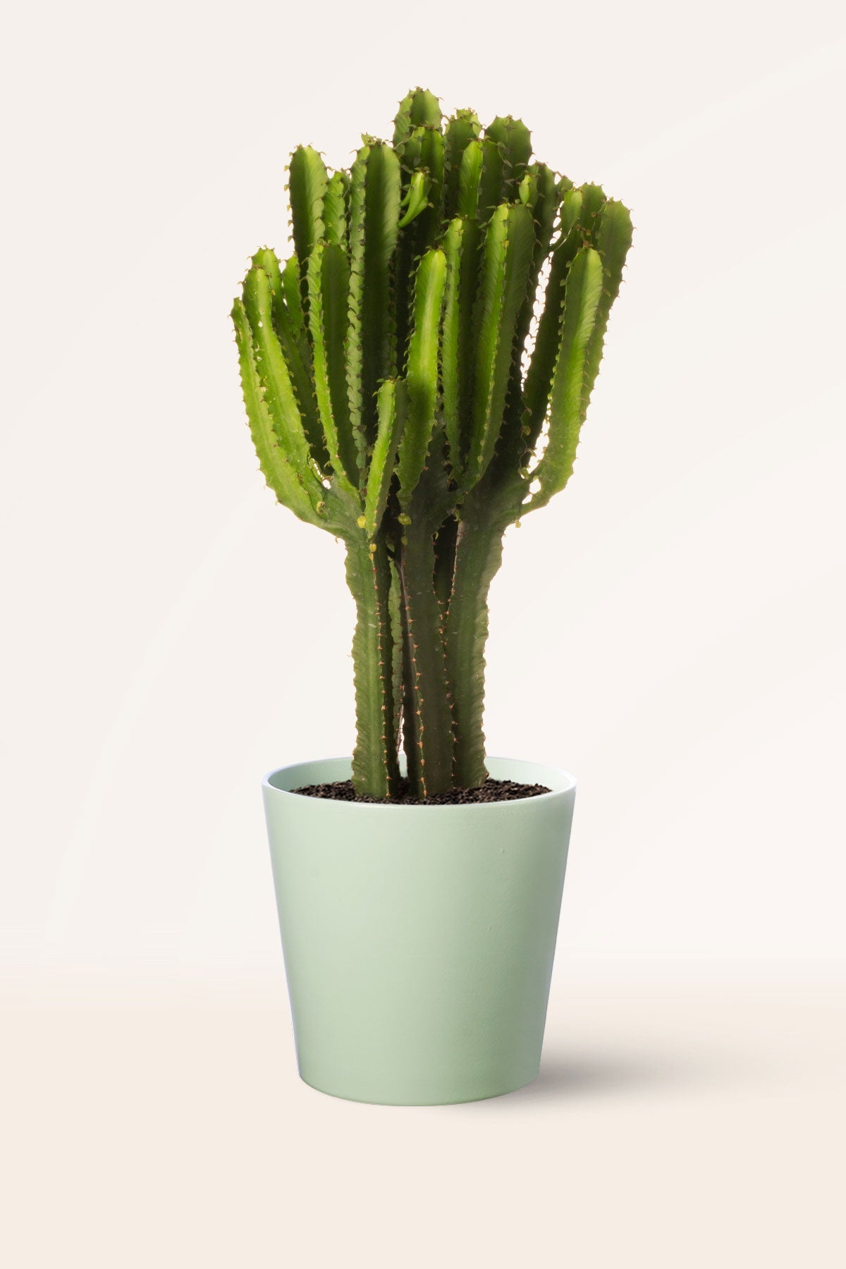Comprar Euphorbia Triangularis online | Cactus de interior | APRILPLANTS