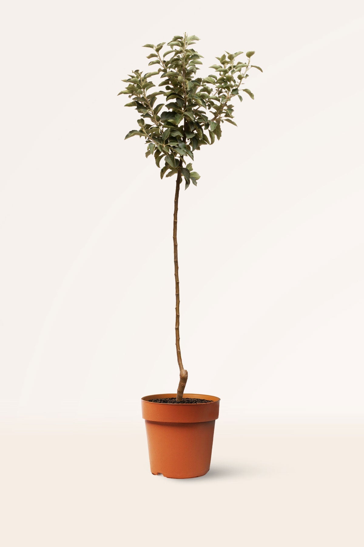 Comprar Manzano o Malus online | April Plants | APRILPLANTS